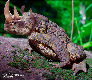 Frogblog: Rhino .... Frog (2)