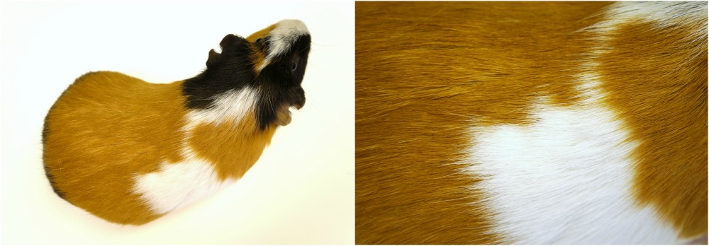 Good Natured: Fur, Feathers & Scales - Guinea Pig