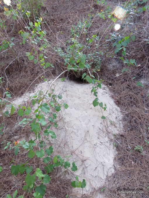 Simply Living: Land turtle comes to visit