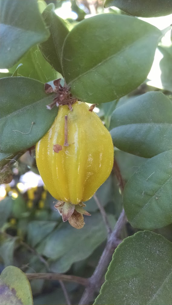 Desert Valley Orchard: Pitangatuba