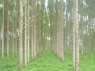 Produksi PT IKPP 3 Juta Ton Per Tahun (Uycalyptus, Tumbuhan hasil ...