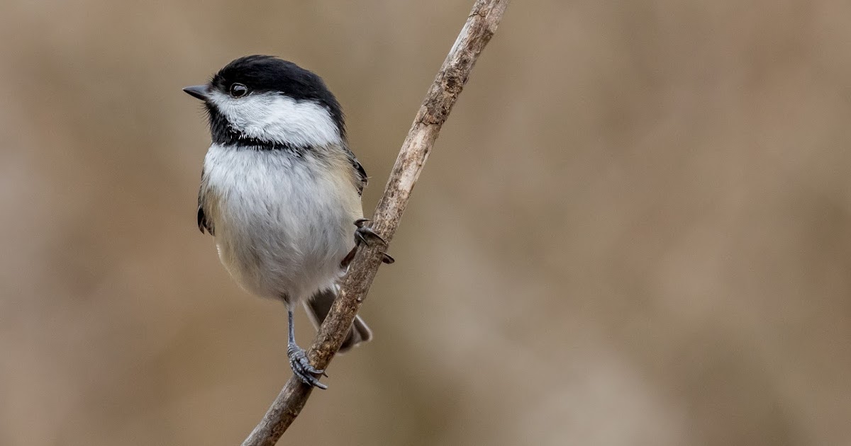 Chickadee