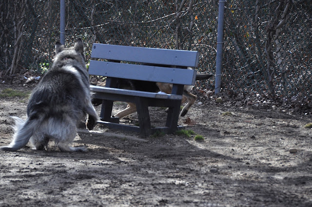 Cooper's Shiloh Shepherd Blog