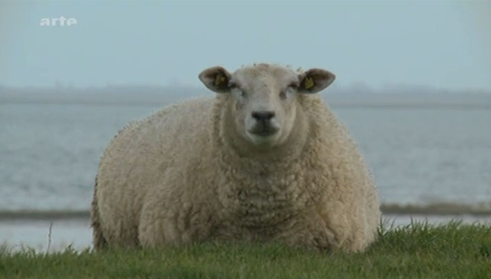 Antipodes: François Skyvington's moped road movie #6