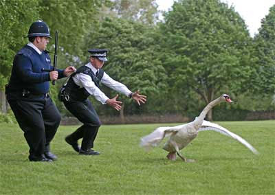 Nothing To Do With Arbroath: Police taught how to catch swans