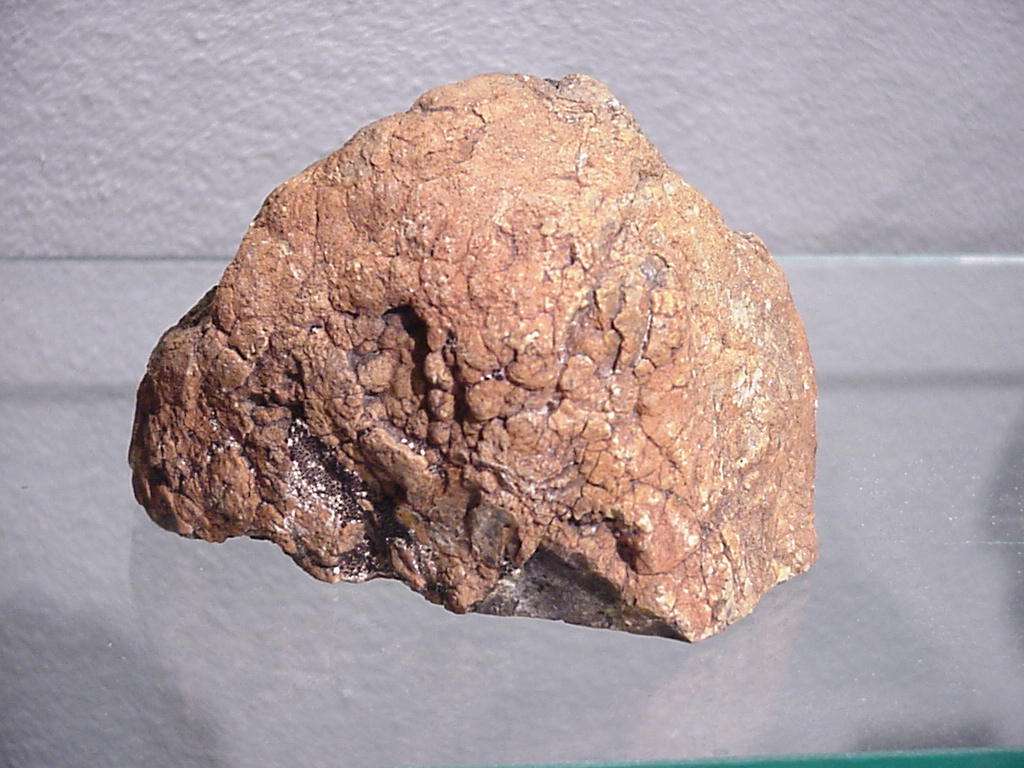 L'angolo della Geologia: Coprolite