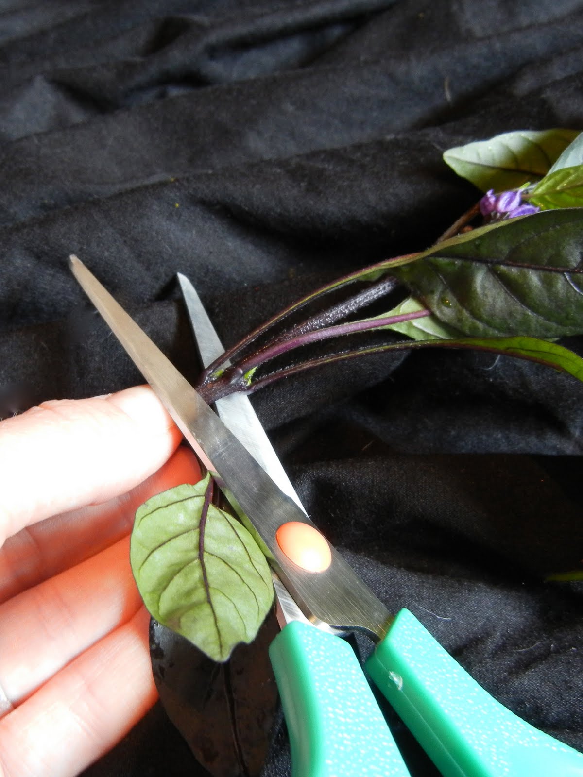 The Dainty Domestress: DIY Floral Frog for Flower Arrangements