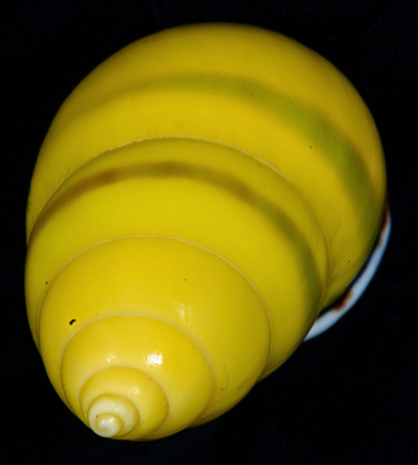 Dr. Lee's Gallery Museum: Amphidromus perversus butoti color form ...