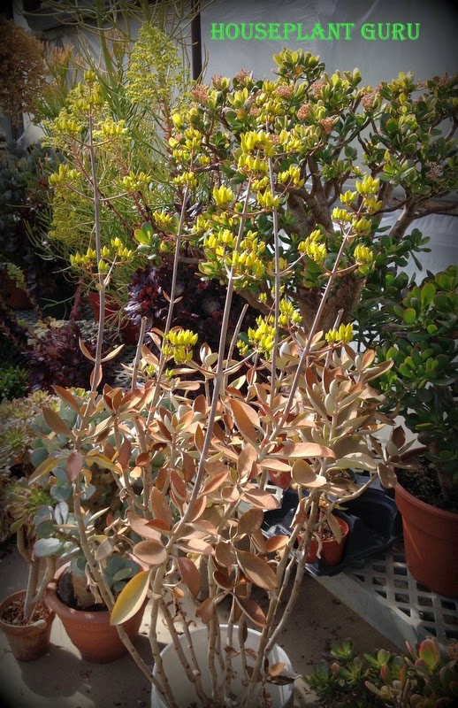 Houseplant Guru: Copper Spoons