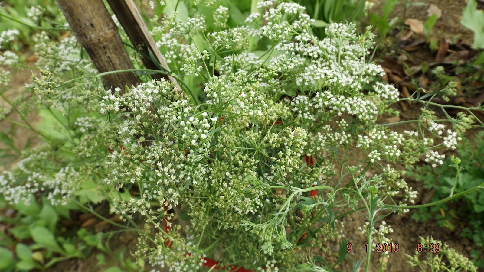 Plantas que curam: Erva-doce