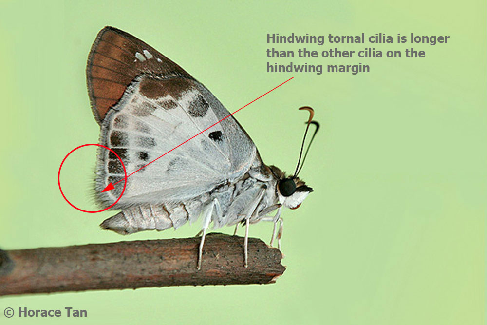 Butterflies of Singapore: Butterfly Anatomy - Part 4