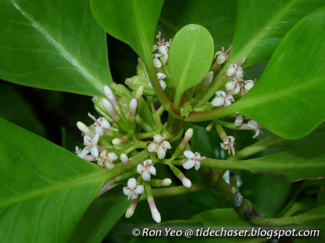 tHE tiDE cHAsER: Chengam (Scyphiphora hydrophyllacea)