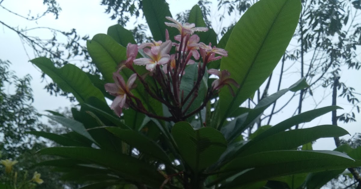 Menakjubkan 16+ Bunga Lilin Kuning - Gambar Bunga Indah