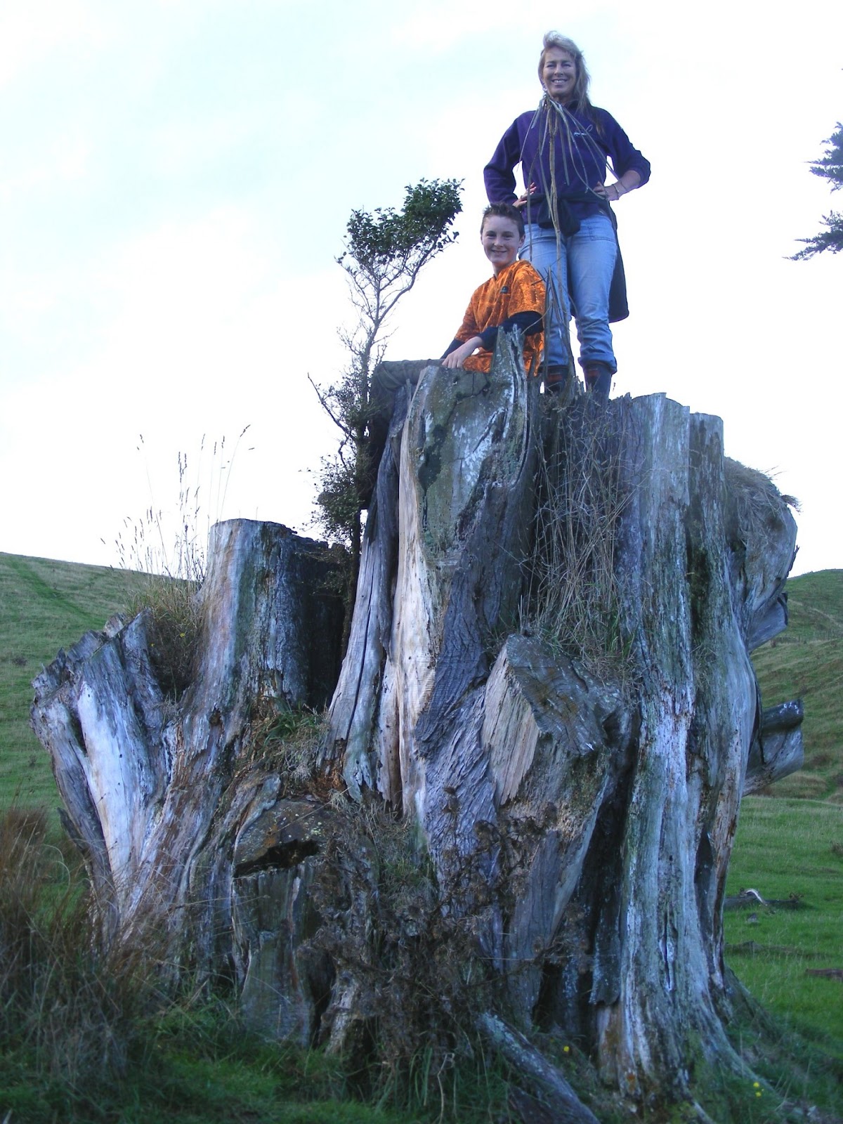 Rachel Callaghan Landscape Architect, NZ: How to extract a tree from an ...