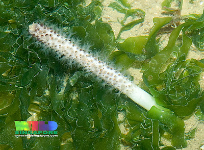 wild shores of singapore: Singapore's sea pencil helps solve fossil issue!