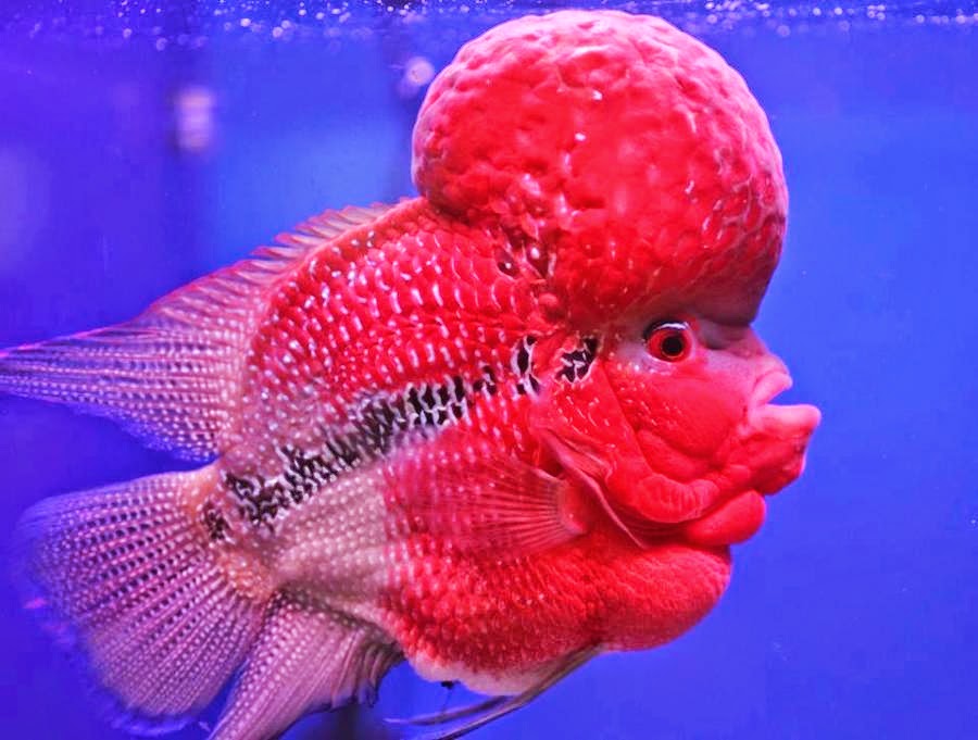 FLOWERHORN FISH photos - wallpapers (ανανεωμένο) | the fun bank