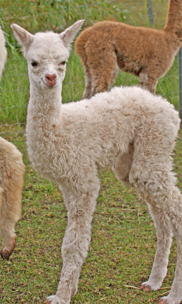 Alpaka Farm Nieplitzhof: Appaloosa Fohlen Nr. 2