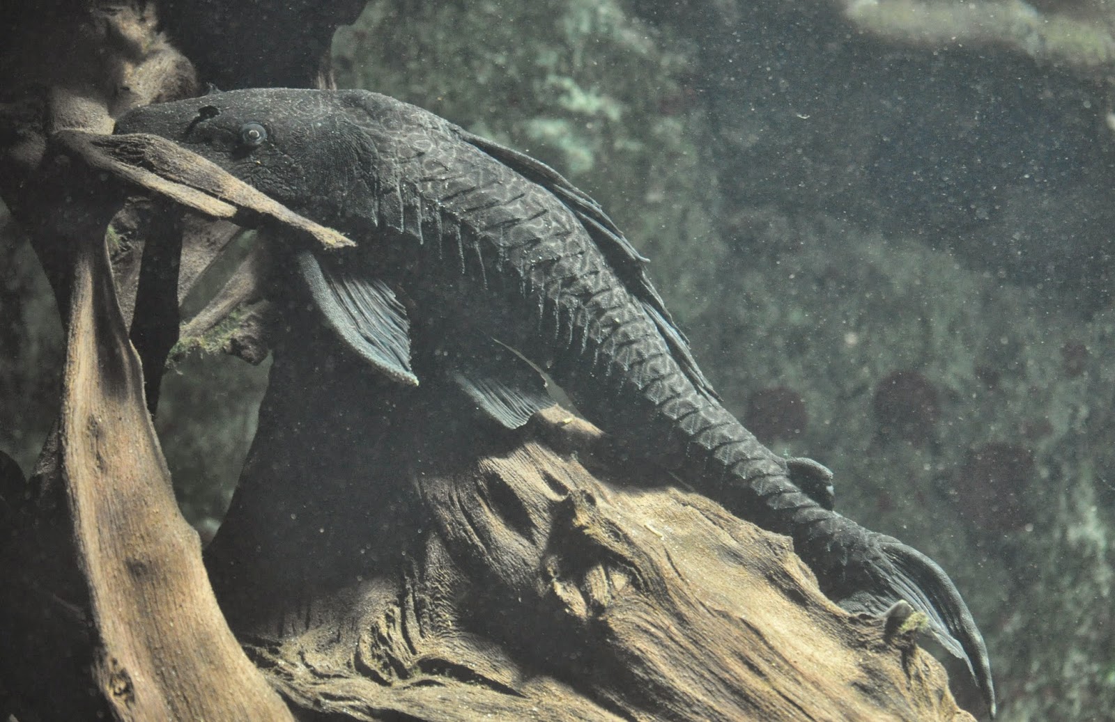ZOOTOGRAFIANDO (6.100 ANIMALS): PLECOSTOMUS MULTIRADIADO / ORINOCO ...