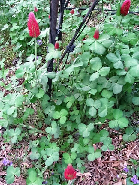 In the Garden: Georgia Pine Pollen