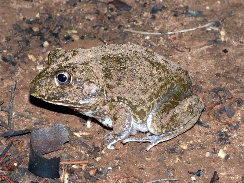 Reptiles and amphibians of South East Queensland: April 2015