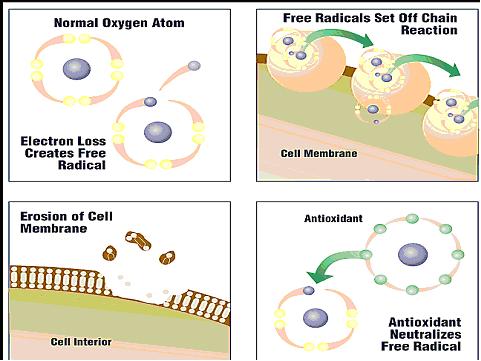 Science Doing: Free Radicals: Cause And Concern