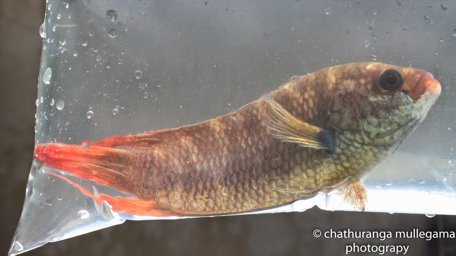 Belontia signata/Thalkossa - FRESHWATER FISHES OF SRI LANKA
