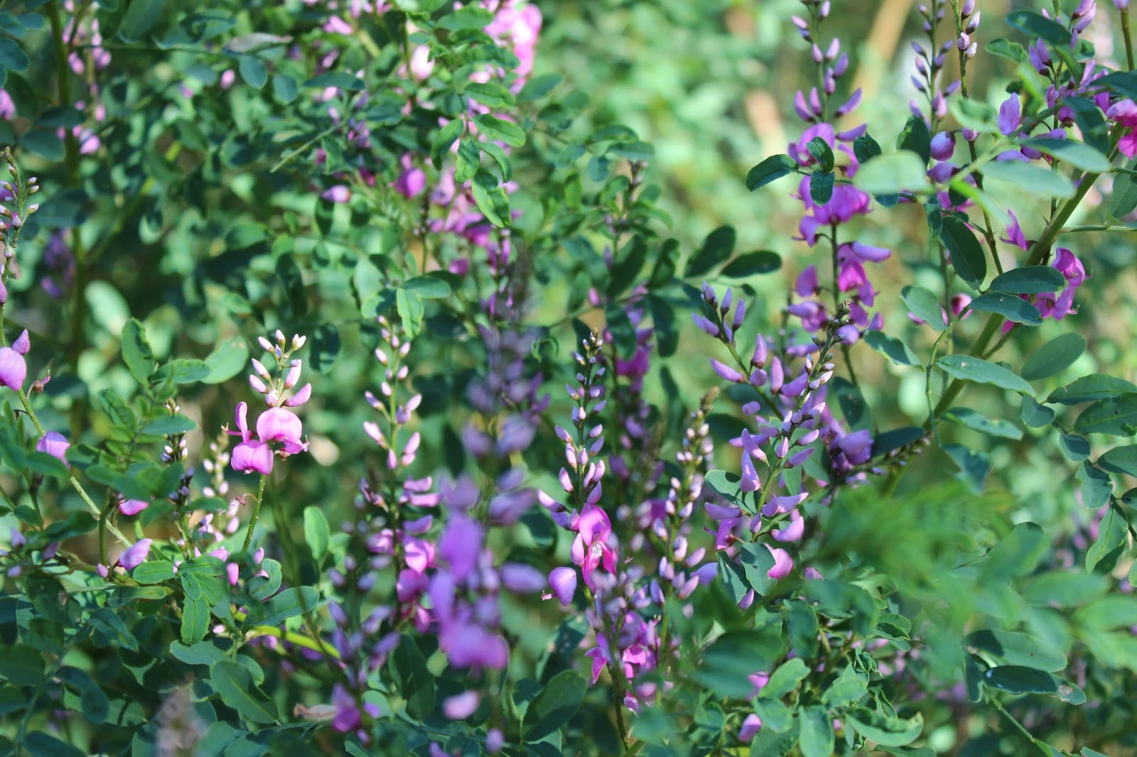 australian native plants: Indigofera australis Austral Indigo