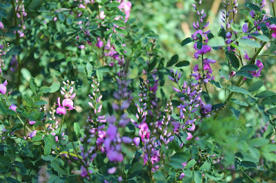 australian native plants: Indigofera australis Austral Indigo