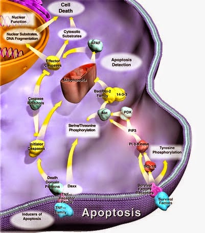 apoptosis-definition | chemistrystudy