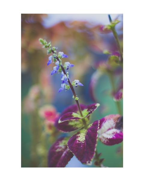 The State Botanical Garden of Georgia: State Botanical Garden 2012 Art ...