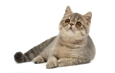 Kucing Exotic Shorthair Salah Satu Jenis Kucing Bulu Pendek yang ...