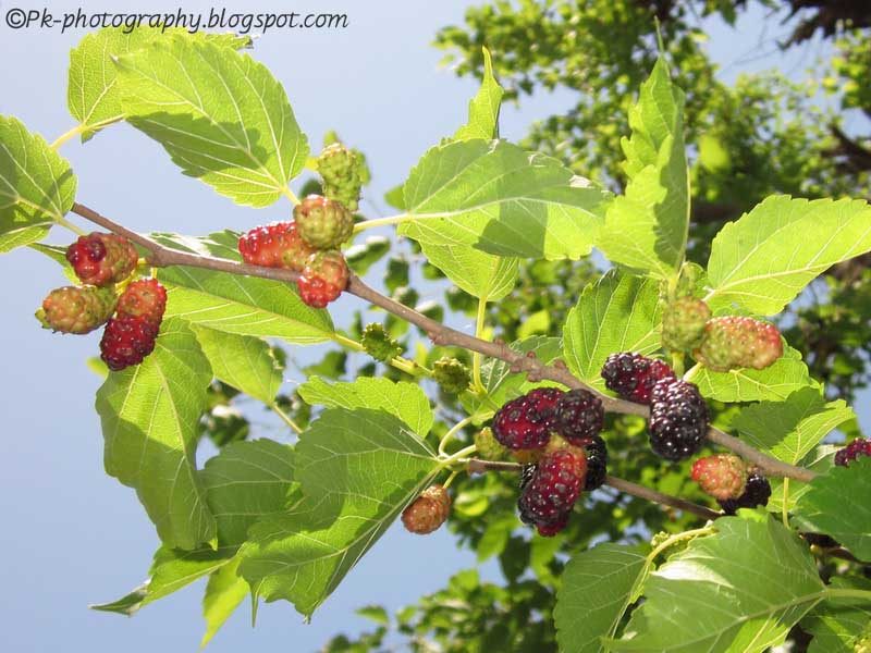 Black Mulberry-Morus nigra | Nature, Cultural, and Travel Photography Blog