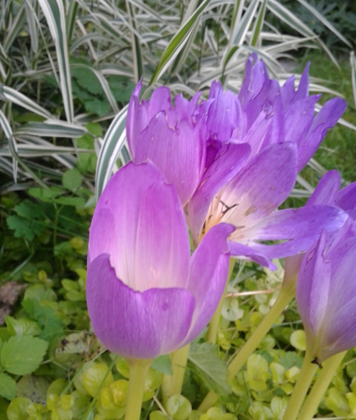 Nadezda's Garden and Home : Colchicum autumnale (Autumn crocus)