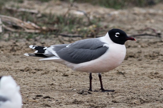 Rotherhithe & Beyond: Pink gulls flying north in Texas