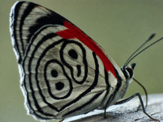 Inteligencia Ígnea: LA VIDA Y EL COLOR EN EL MUNDO DE LAS MARIPOSAS...