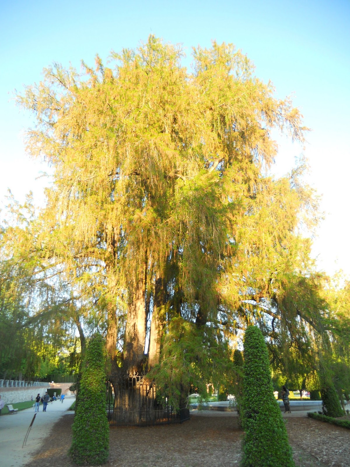 Historia y Genealogía: Ahuehuete, Taxodium Mucronatum Ten, en el ...