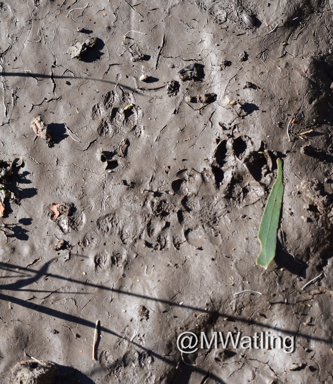 Friends of the Island Fox: Tracking An Island Fox