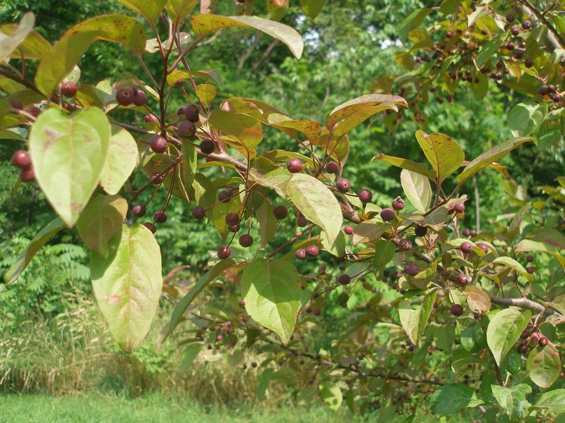 Thy Hand Hath Provided: The Apple Tree Debacle