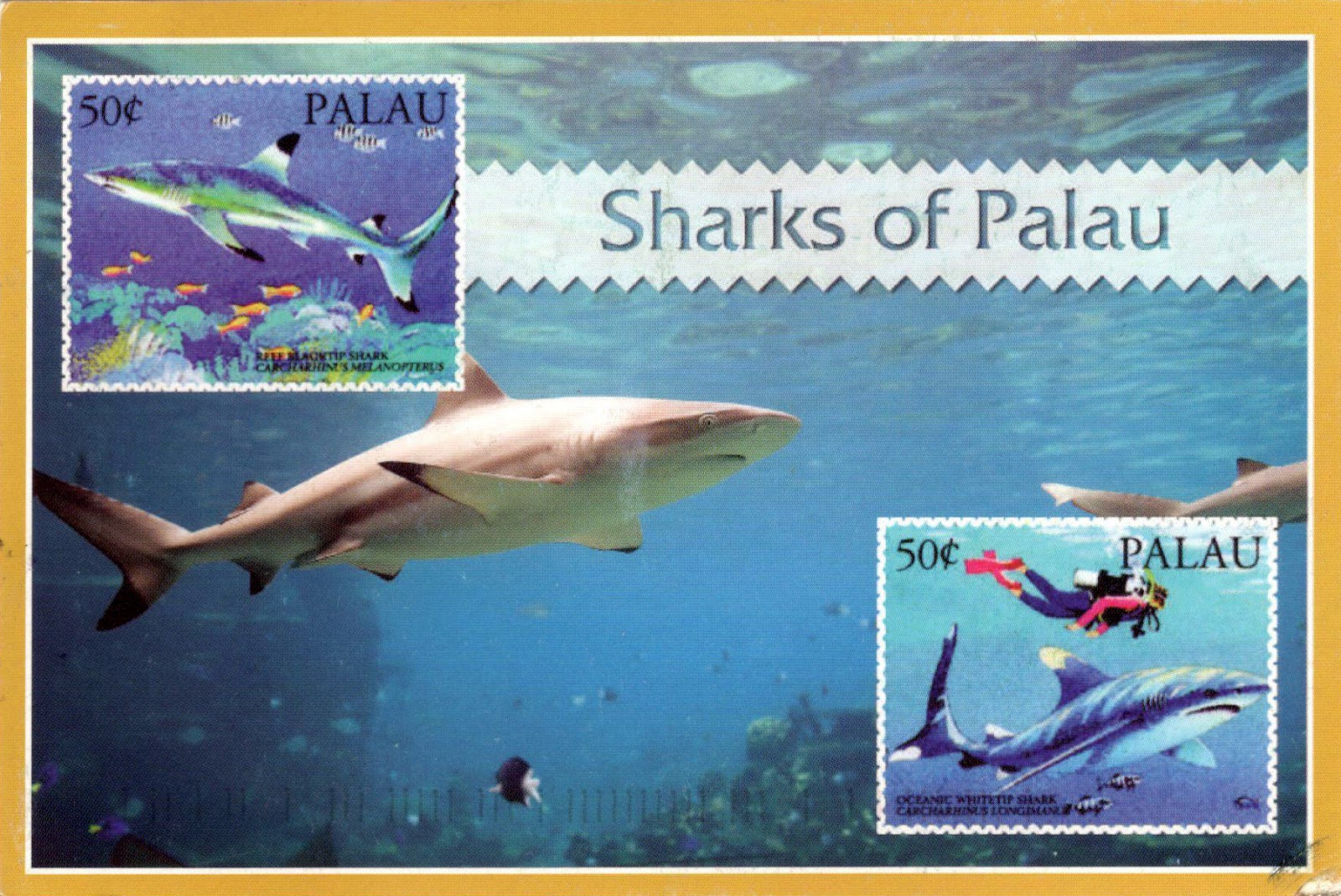 WORLD, COME TO MY HOME!: 1785 PALAU - Sharks of Palau