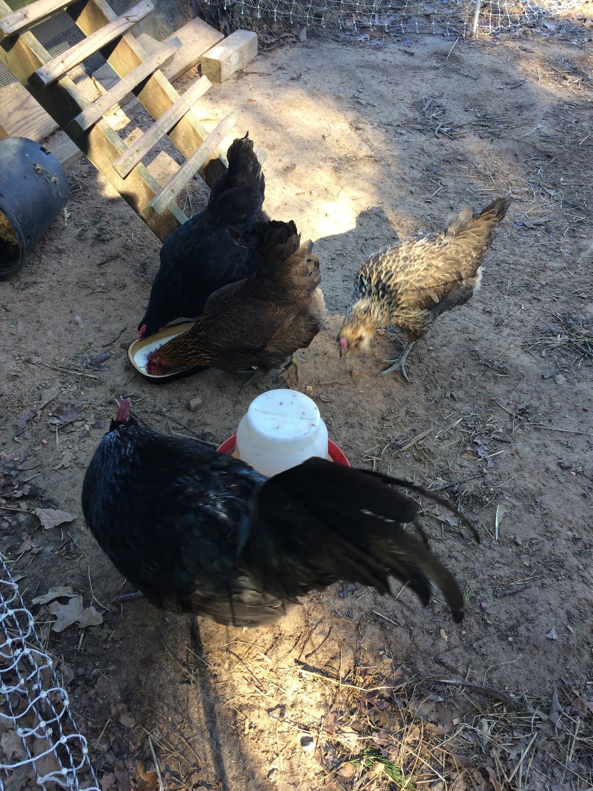 We Love Texas: Rooster