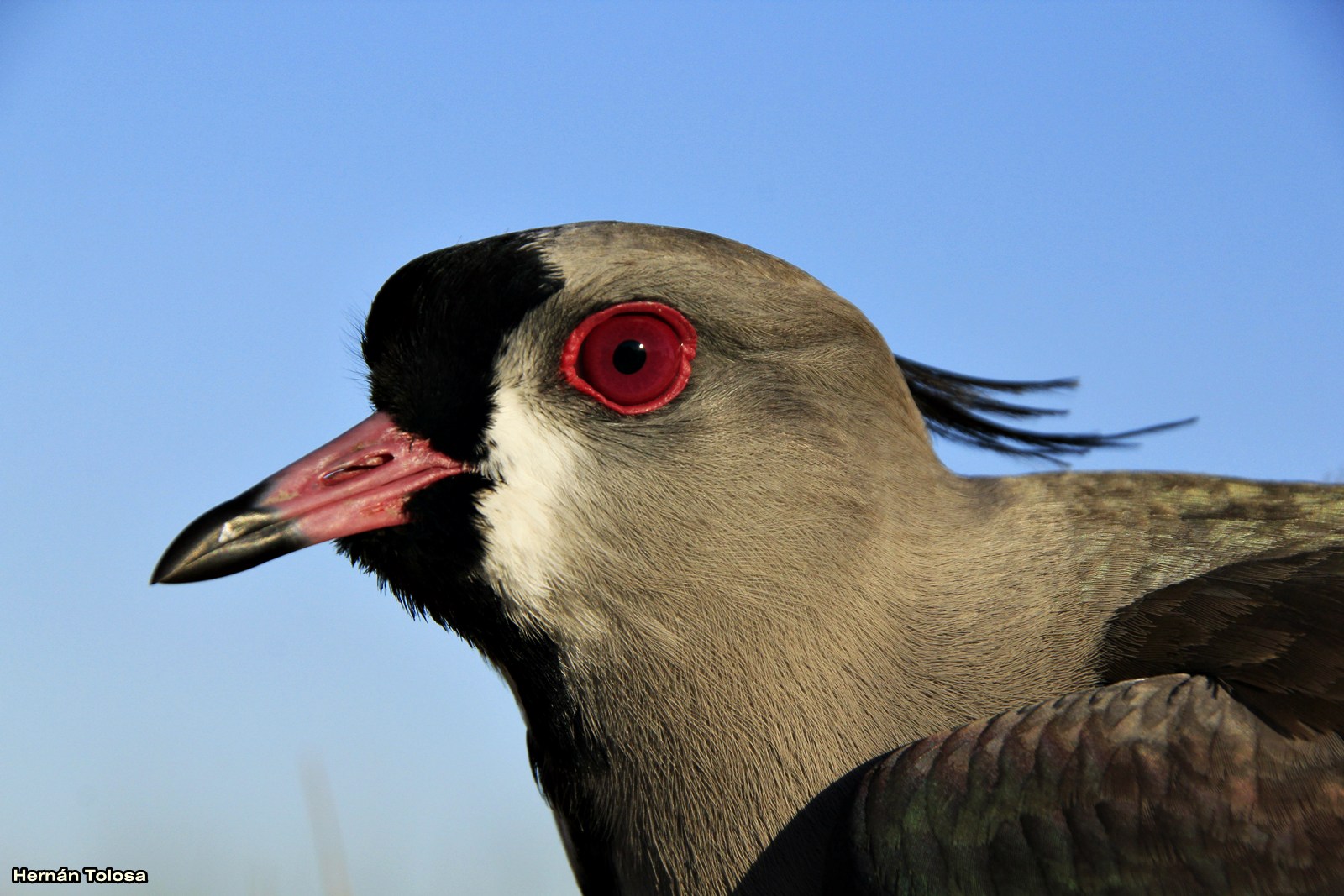Aves de Argentina: Tero empollando