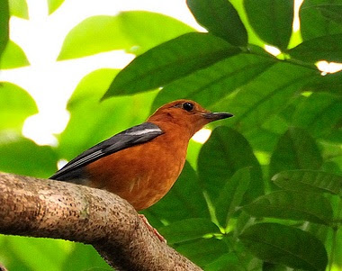 Awan Biru: Burung Anis Merah Adalah Salah Satu Jenis Burung Kicau Terindah