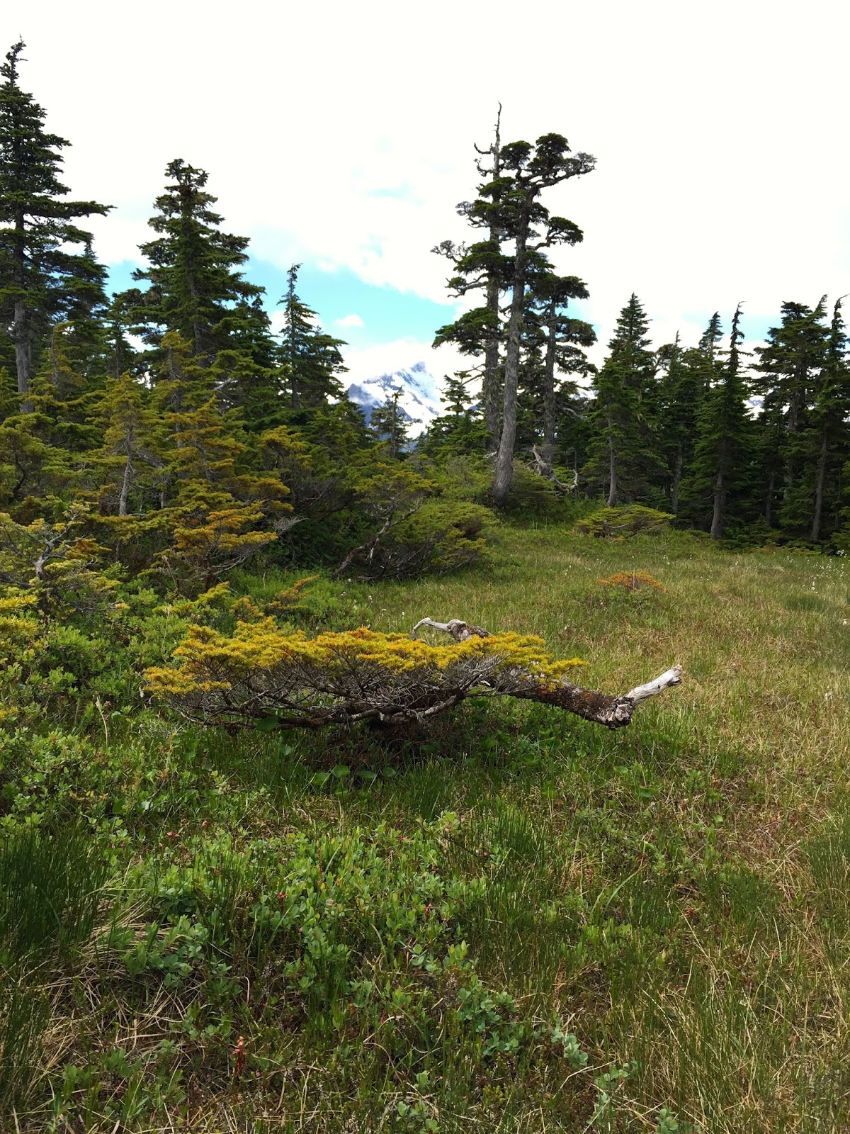 The Baked Alaska Project: Hike Mt. Riley in Haines, Alaska