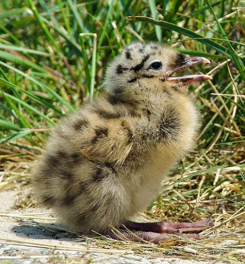 Mew gull photos | Birds of India | Bird World