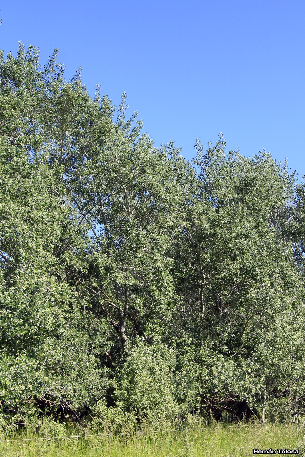 Flora Bonaerense: Álamo plateado (Populus alba)
