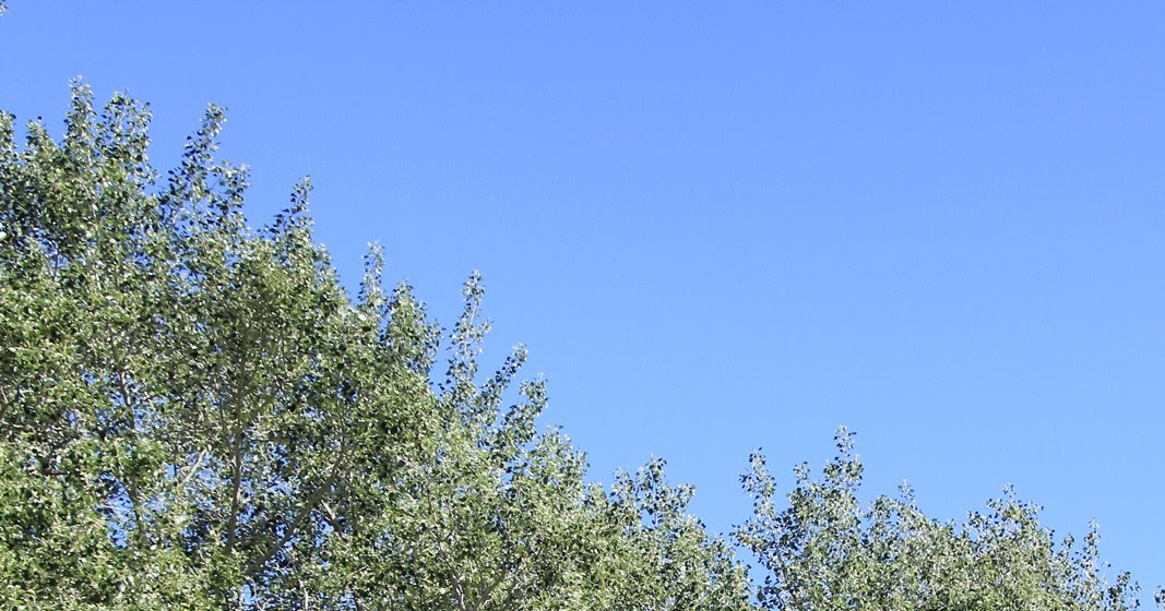 Flora Bonaerense: Álamo plateado (Populus alba)