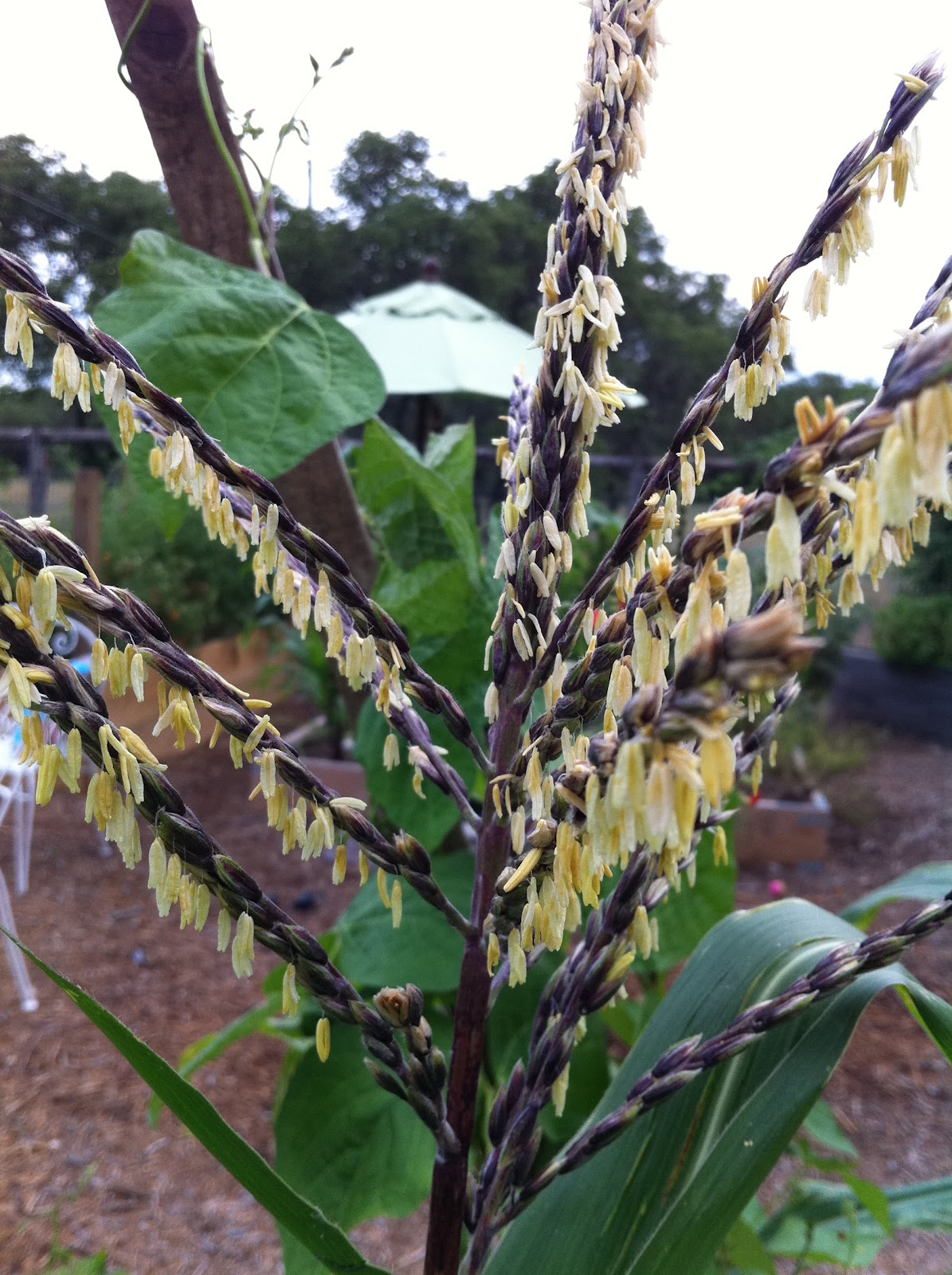 Hill Country Herbalist: Corn Baby!