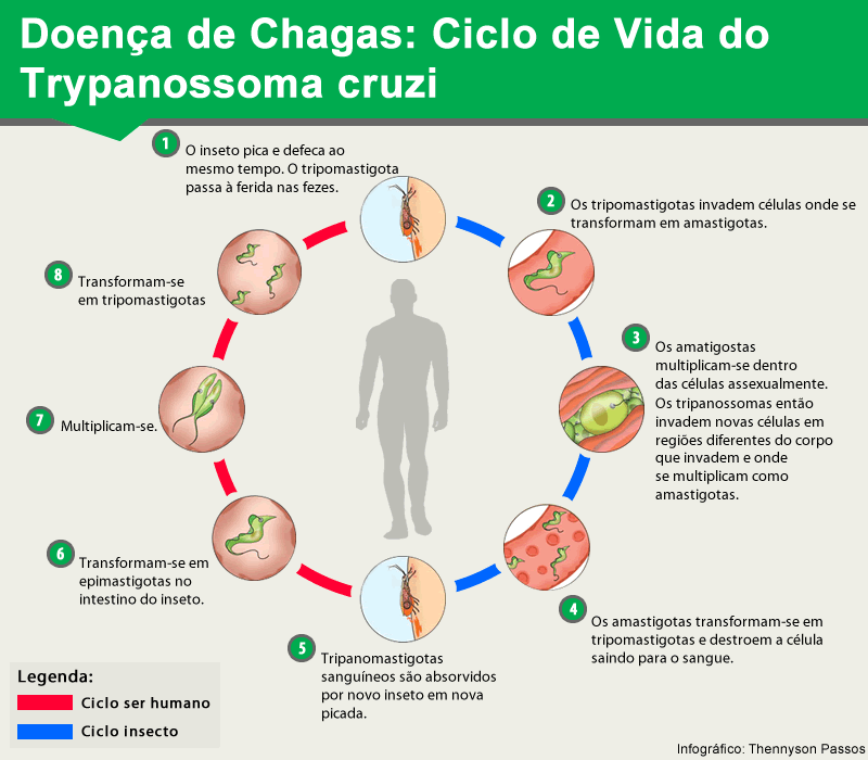 Ciências Biológicas: Trypanosoma cruzi (Doença de Chagas)