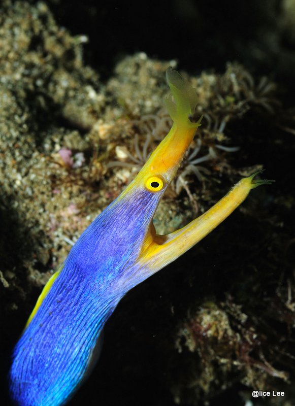 Where I Dive: Anilao, Philippines