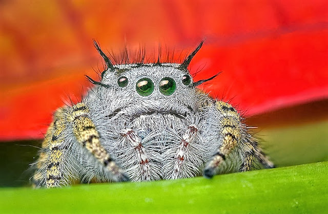 Fieggentrio: Waarom heeft een spin meerdere ogen?